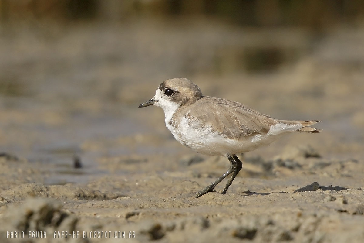 mis fotos de aves: Charadrius alticola Chorlito Puneño Puna Plover