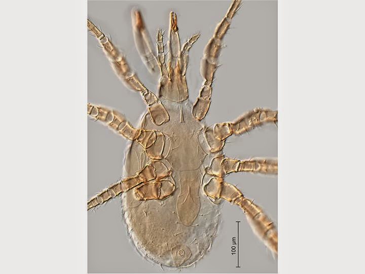 Variety of Life: Laelapidae