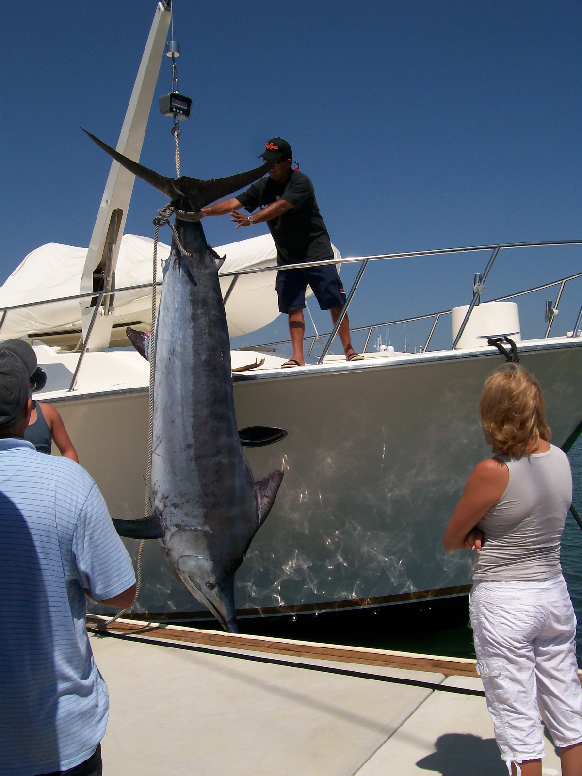 Pisces Fleet Sportfishing Blog: 768 lb Black Marlin Caught in Cabo!