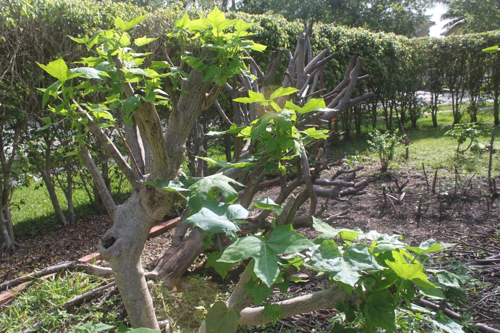 Carmen's garden: Garden April 2013 and Chaya plants for sale