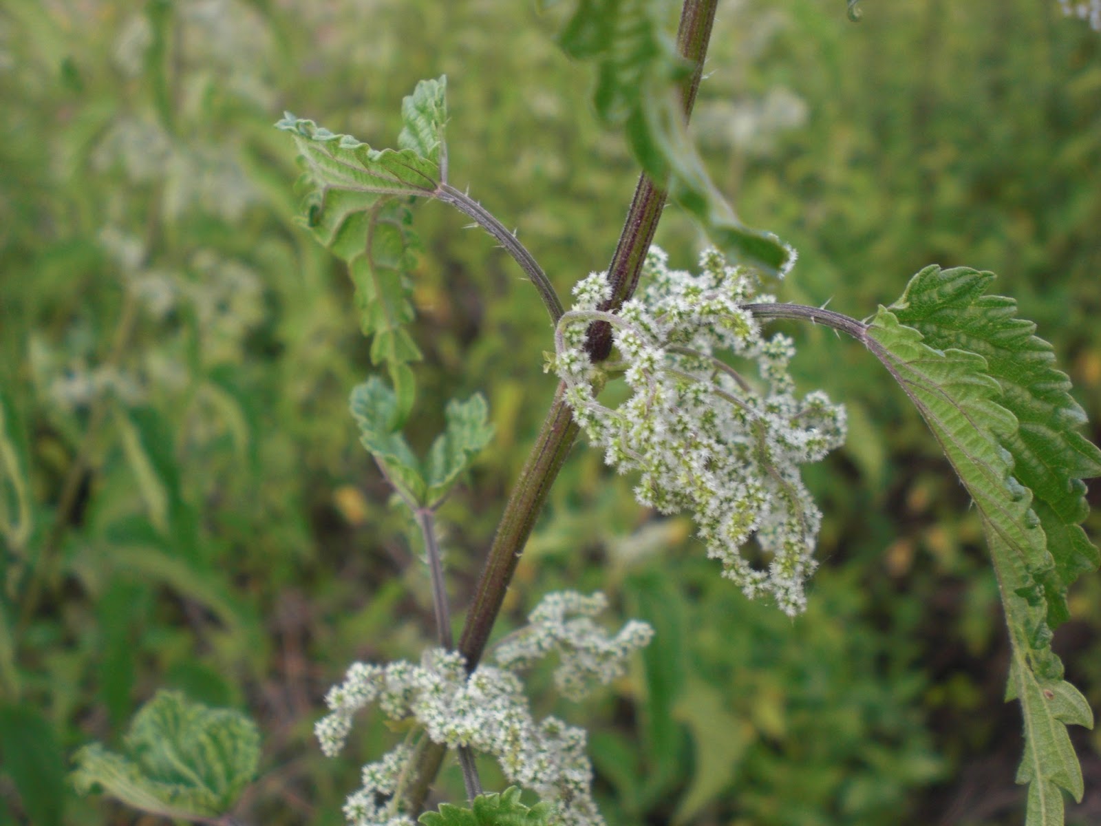 Perfumes y luces de Extremadura: Ortiga mayor. Urtica dioica.