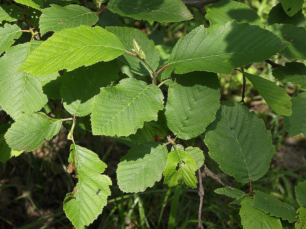 American Grouch: Useful Trees & Shrubs of the North Woods (A Five Part ...