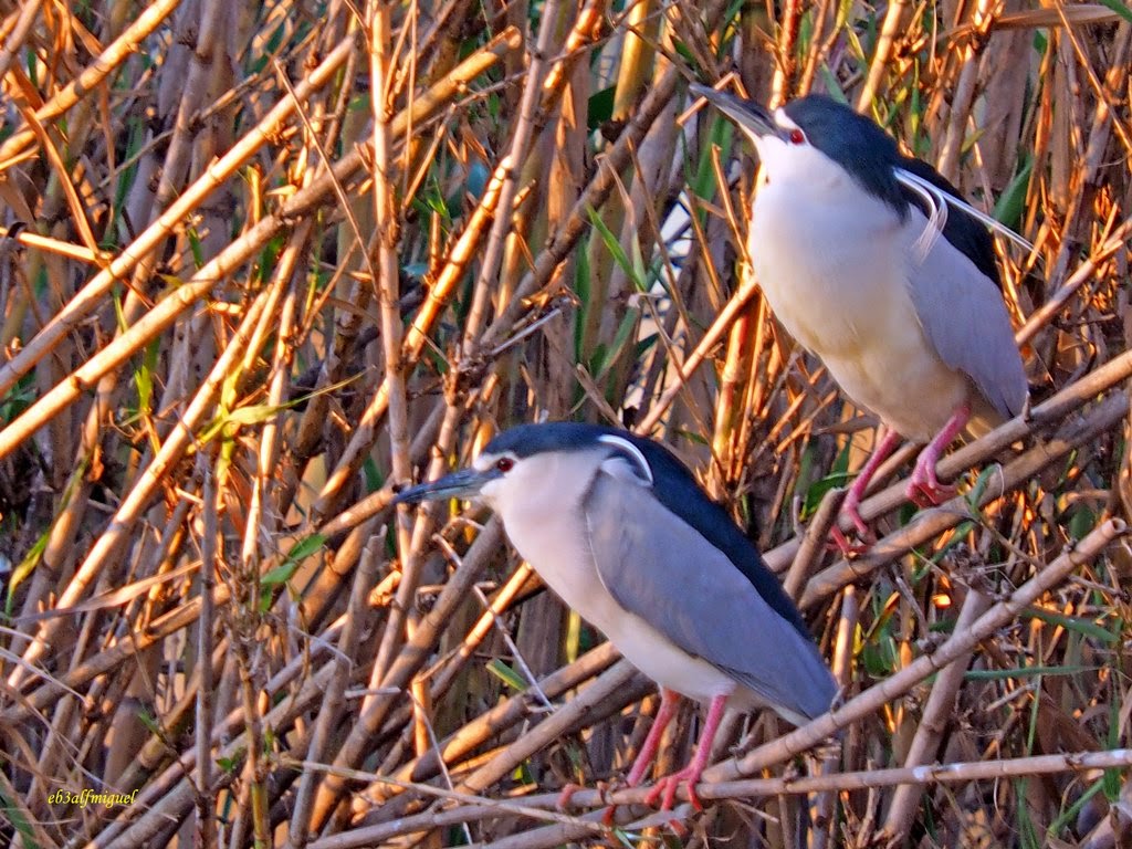 Miguel fotografia: Martinete común (Nycticorax nycticorax)