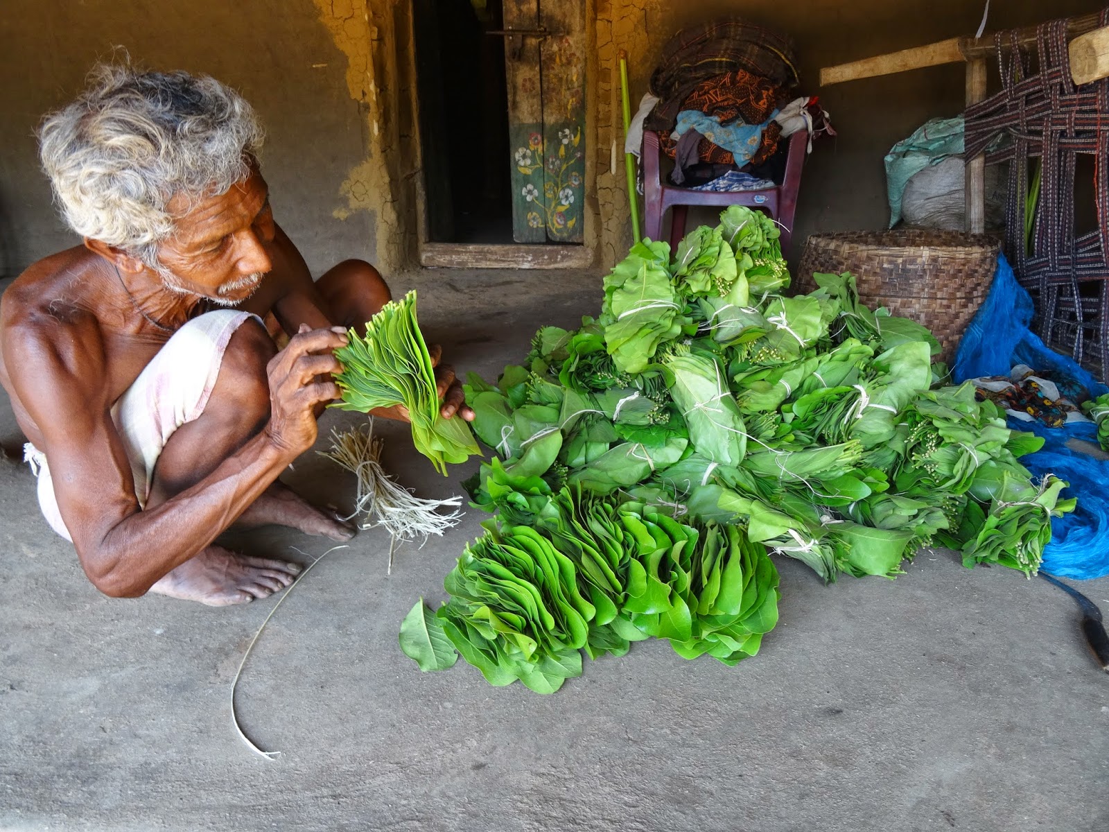 ashachintur: TENDU (BEEDI) LEAVES COLLECTION AND PROCESSING