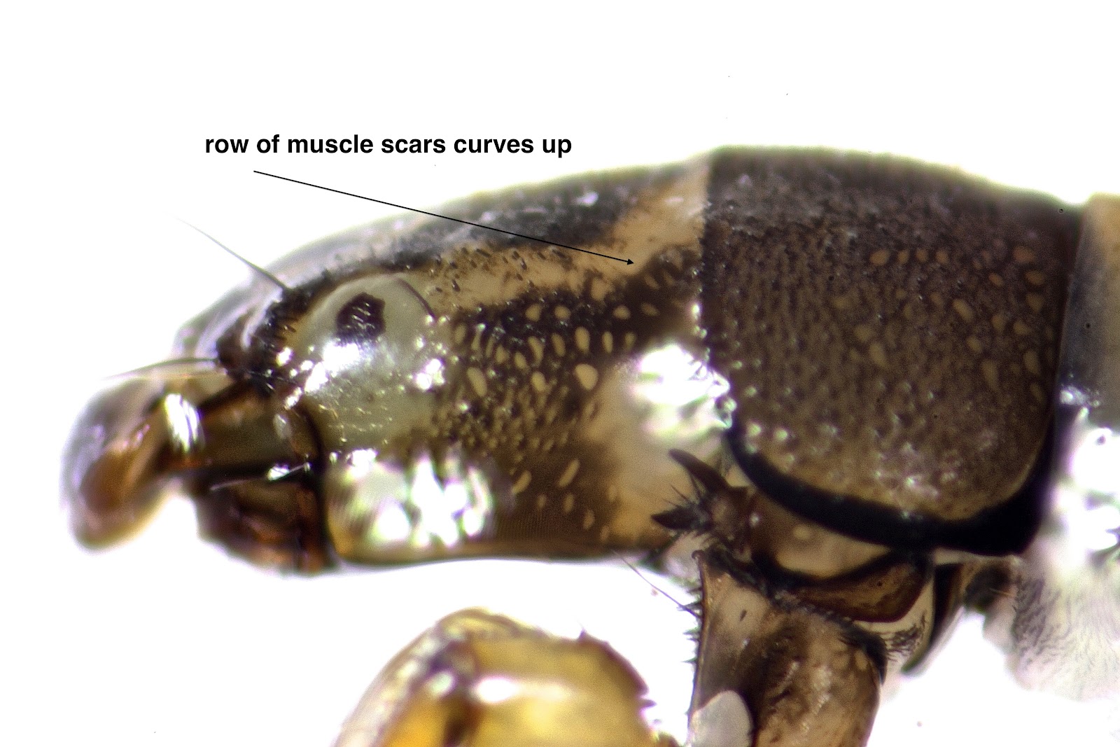 Aquatic Insects of Central Virginia: Hydropsyche venularis: The Common ...