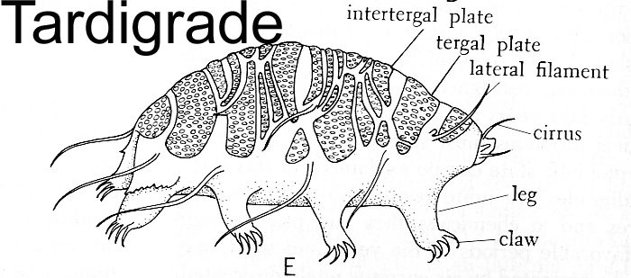 Dreyken´s Savage Creatures: Tardigrade - Tardígrado