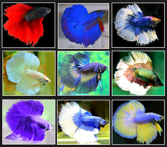 Kenali Ikan Laga - Fighting Fish @ Betta Splendens - Relaks Minda