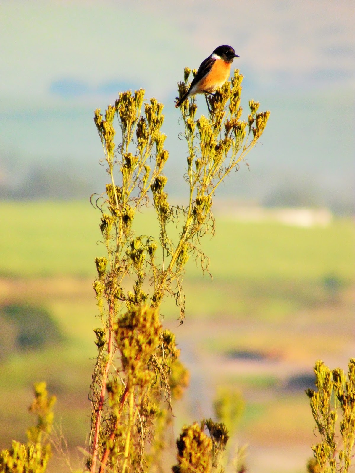 THE BIRDS: TALA NATURE RESERVE AND SURROUNDS