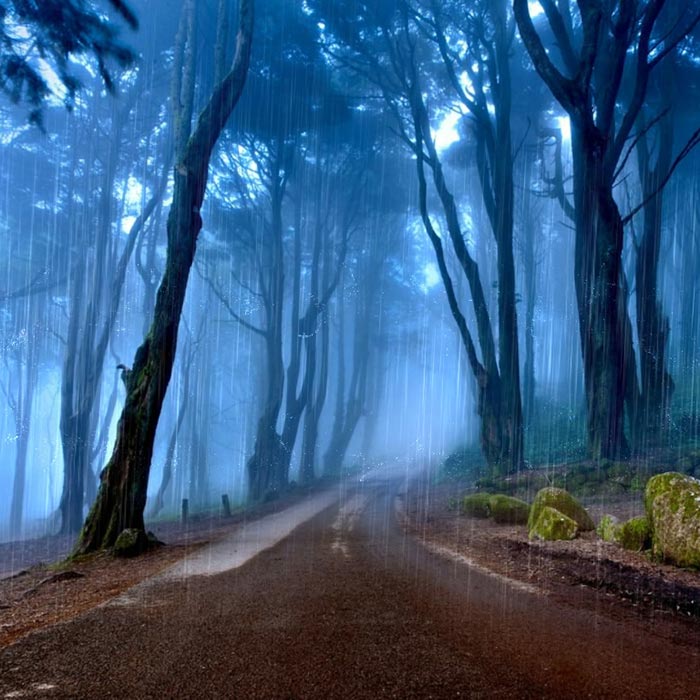 Rain in The Forest Wallpaper Engine