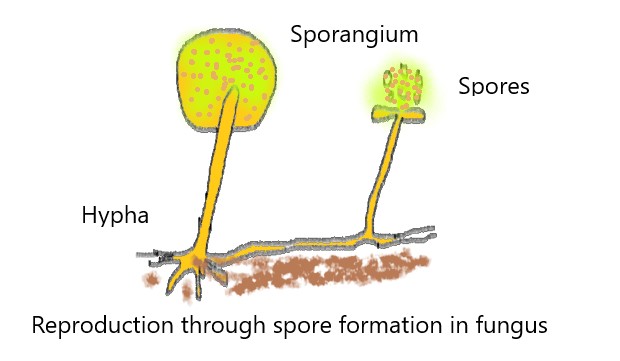Class-7 Science Chapter-12 Reproduction in Plants, Additional Exercises ...