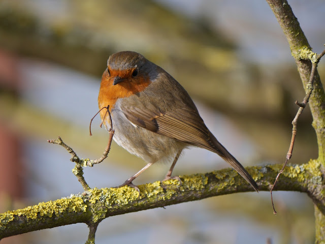 Roy's Nature Logbook: A Robin Delight