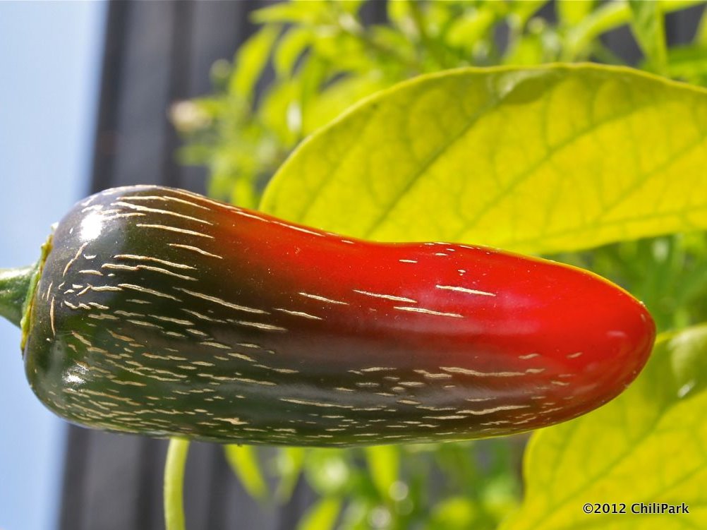 ChiliParkin Taimitarha: Tusina kuvia