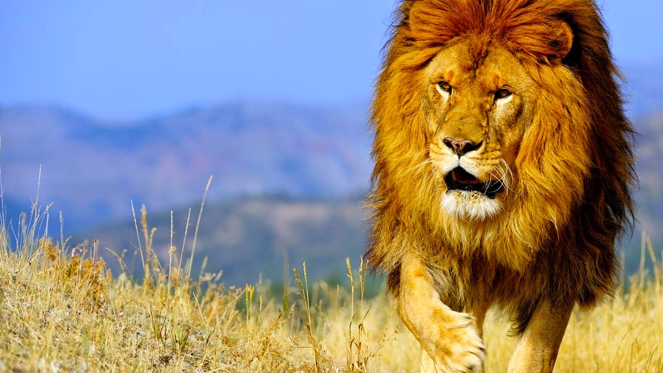 Bing Wallpaper: October 2014