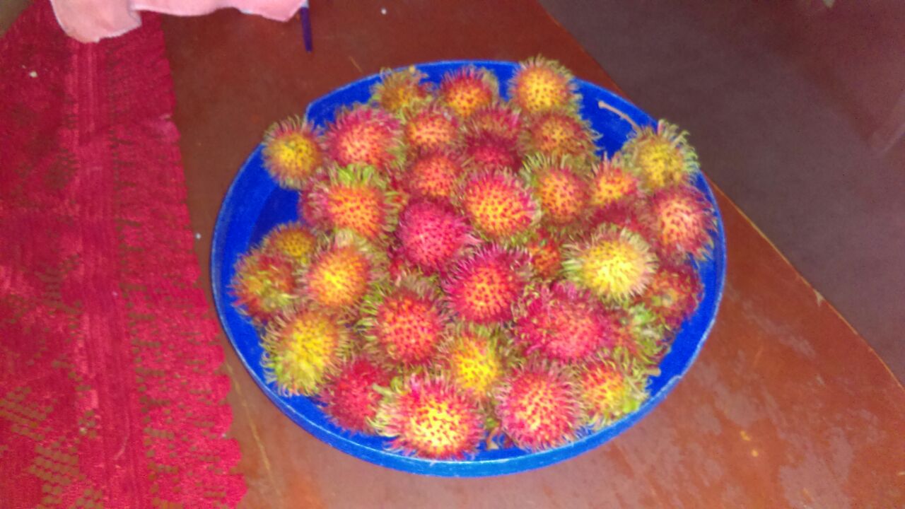 ATACANDODIGITAL.COM |: Rambután, fruta que cura el cáncer y la diabetes ...