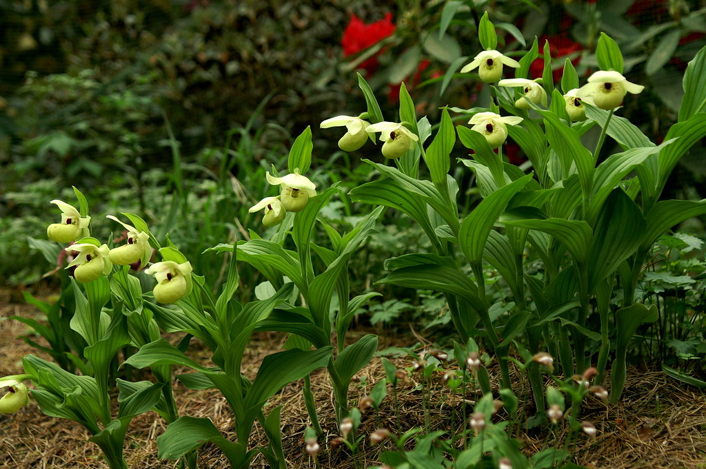 Cypripedium flavum care and culture | Travaldo's blog