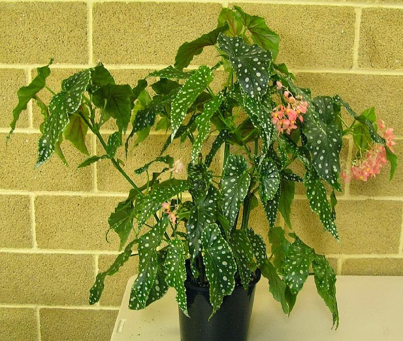 Всё о бегониях и не только...: Begonia 'Finky Flakes', Begonia 'Flame ...