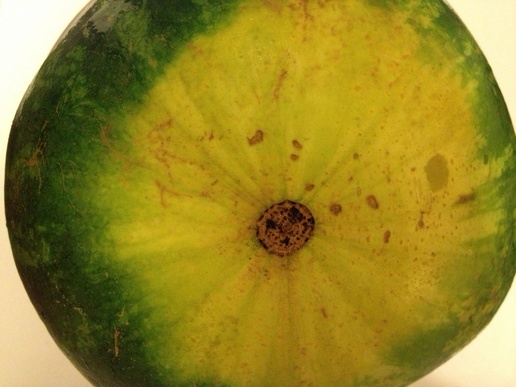 The Seasonal Pantry, Recipes for What's in Season