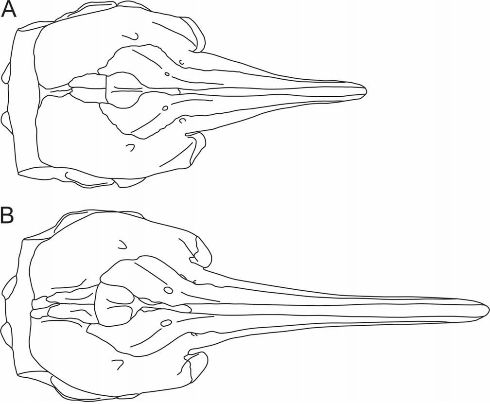 The Coastal Paleontologist: Odontocete trifecta in the latest issue of ...