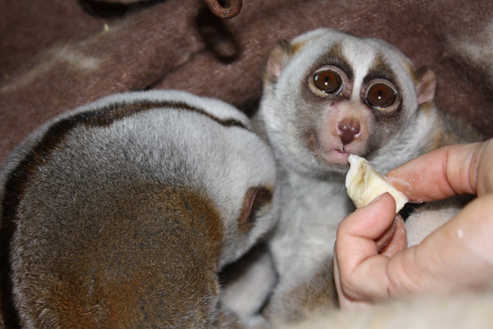 Alt og ingenting: Rare (og fine) dyr