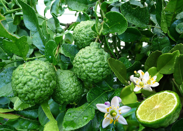 Intelliblog: ALL ABOUT KAFFIR LIMES