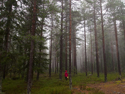 Fun with fungi: Sopp i granskog