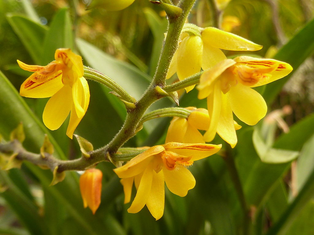 Polystachya pubescens care and culture | Travaldo's blog