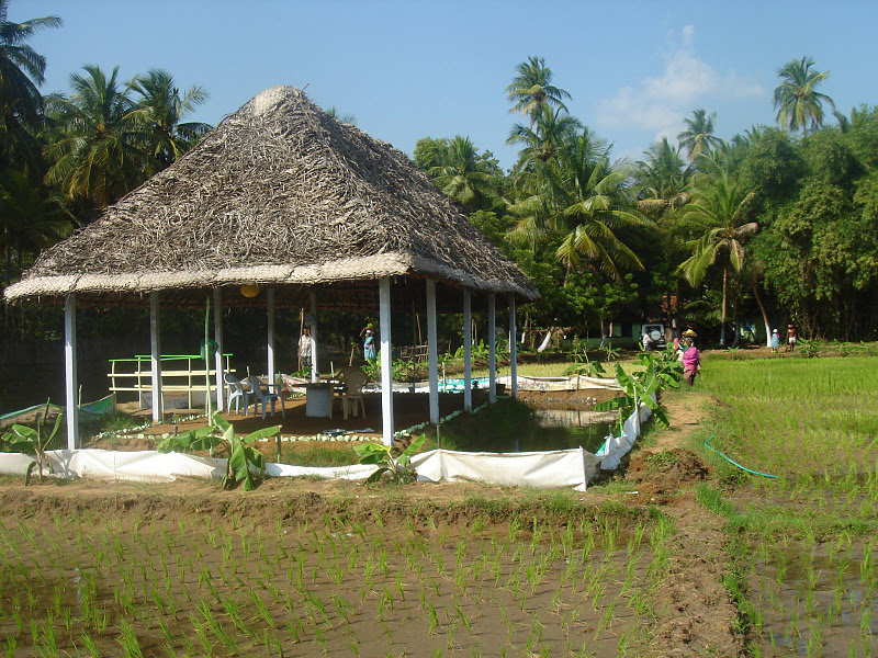 NGO News blog, NewsLine: Coconut palm roof is poor man’s shelter friend ...