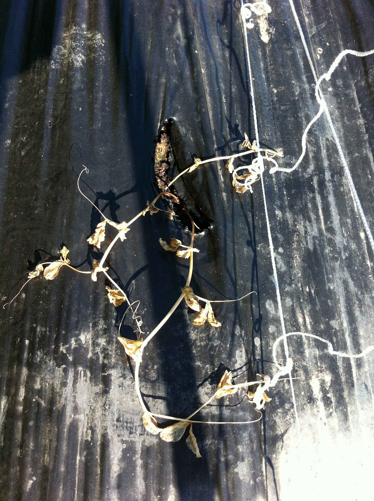 The Sheepish Gardener: Lessons & Surprises.