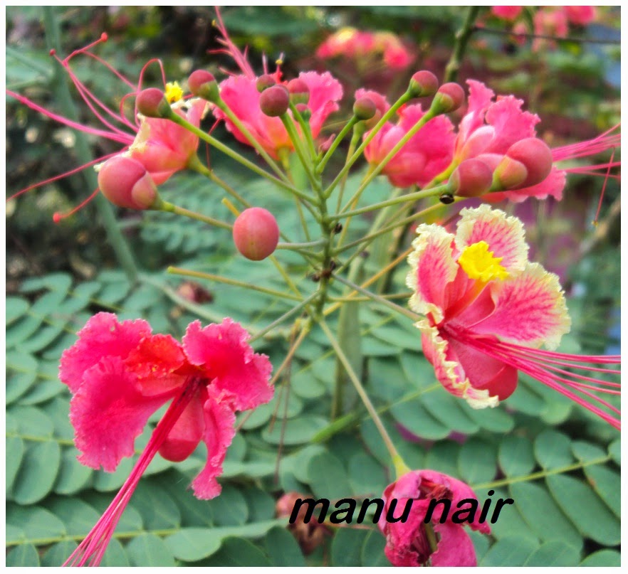 papanasini: RAJAMALLI ( രാജമല്ലി )