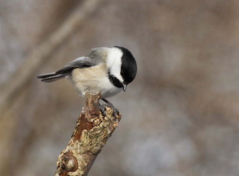 Listening in Nature: Chickadee Call-and-Response