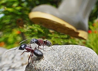 Unseasonably Warm: Ants Quarrelling with Boots