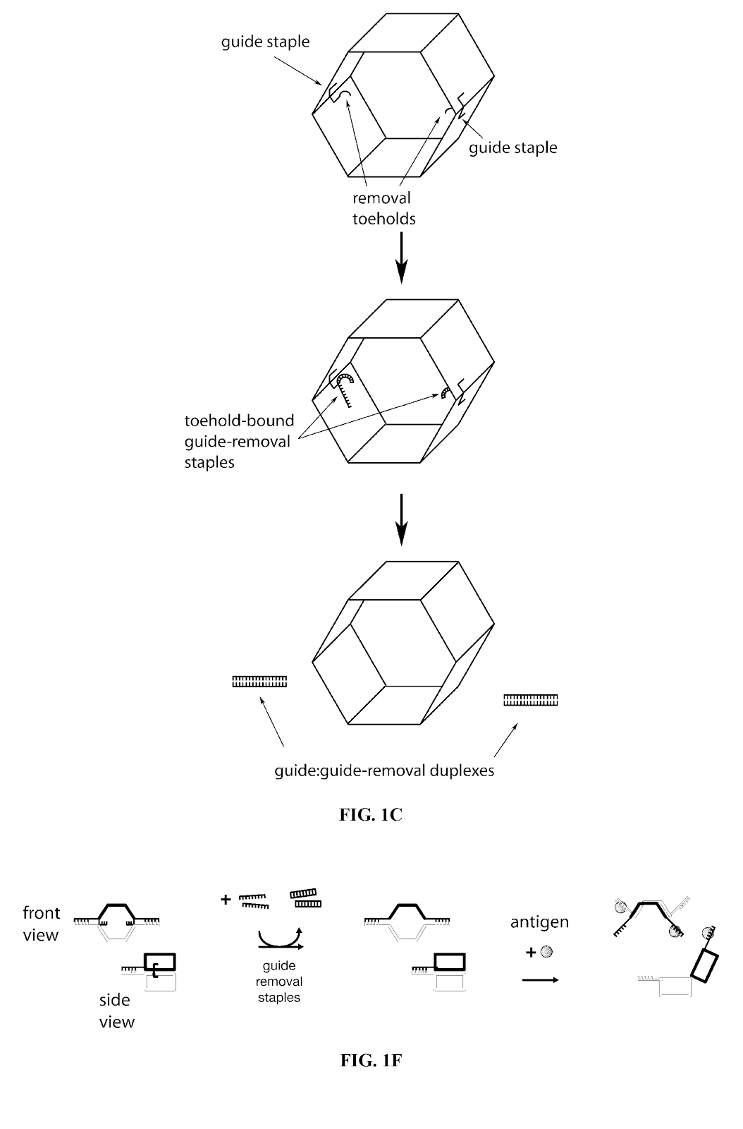 Original Patent details on DNA Origami Molecular buckets which enables ...