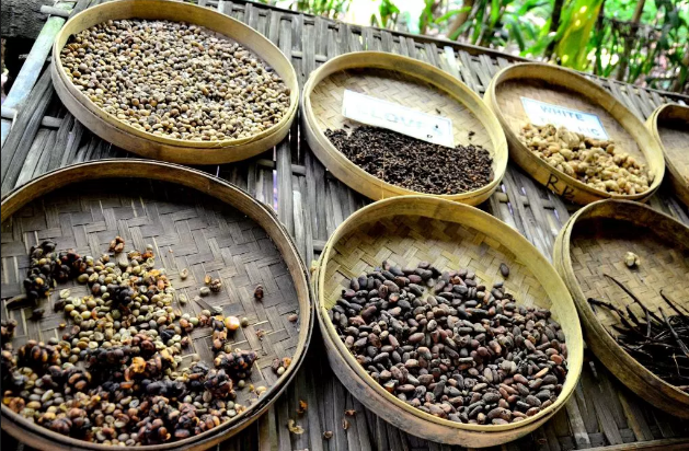 Cara Pengolahan Kopi Luwak Cara Pengolahan Kopi Luwak