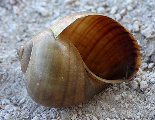 Biology of Animals: Pila sp. (shell only)