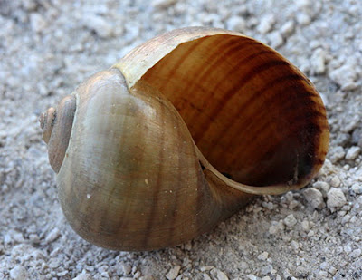 Biology of Animals: Pila sp. (shell only)