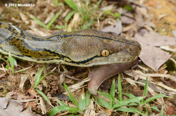 The rainforests of Borneo & Southeast Asia: Reticulated python (Python ...