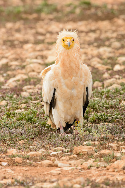 Miguel Angel Peña. Fotos de Naturaleza: El guirre