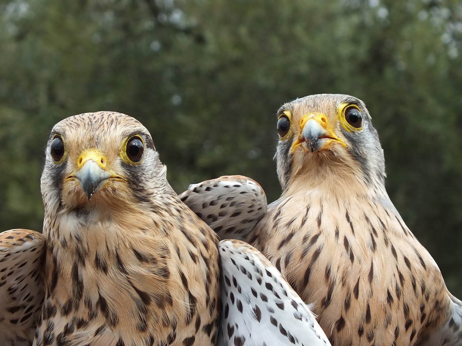 Bird ring Al-andalus: Un dia con las bal-chatris.