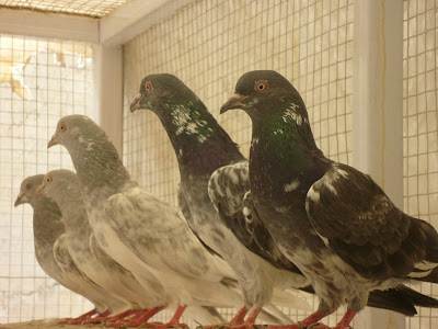 Kogy Kabootar Photos | Salety Pigeons pic | Khaki Pigeons (kabootar ...