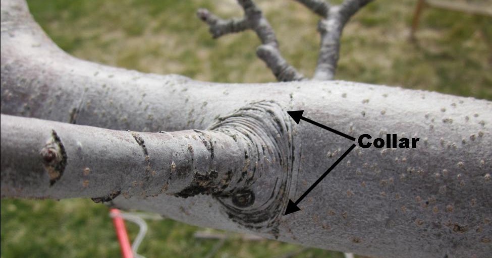 Fruit Tree Pruning at Its Best: What is a Collar?