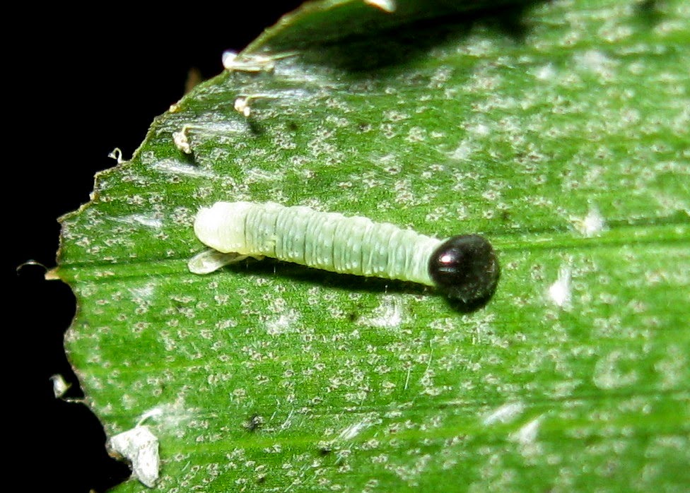 Nature Of Srilanka: Giant Red eye (Gangara thyrsis clothild) - මාර තැසියා