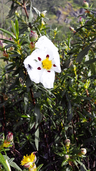 estado de Barrancos: A mosca a baloiçar na flor da esteva