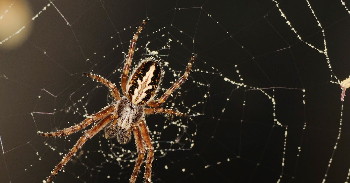 Inkfish: Spider Acts Like Ruthless Carnivore, Is Really Flexitarian