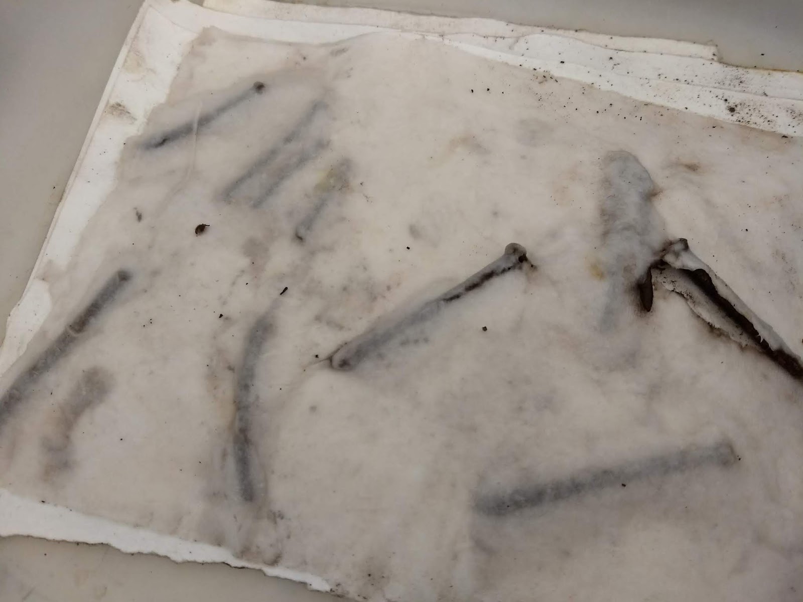 Rust Dyeing on Paper