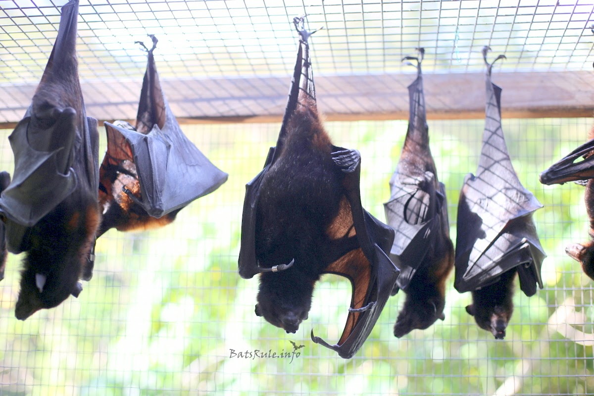 Rehab | Megabats adults and babies in care, Flying-fox, Fruit bats