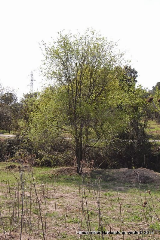 Hablando en verde: Ulmus minor, el olmo.