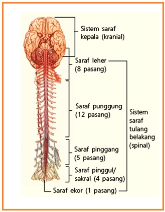 PENGKAJIAN SERTA PEMERIKSAAN FISIK SISTEM SARAF | Share Keperawatan