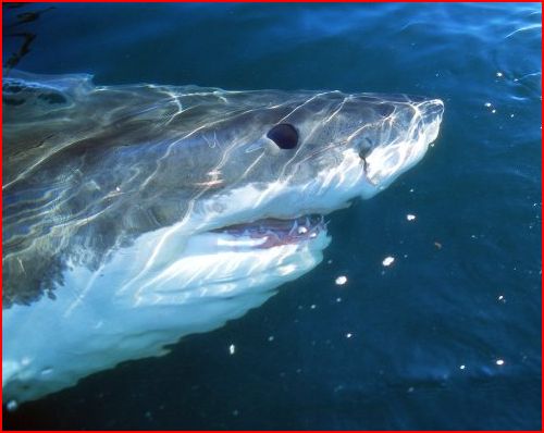 The Social Media Chameleon's Racing Thoughts: DEMON FISH by JULIET EILPERIN