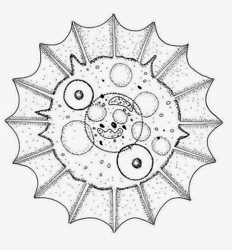 Mandala Printable Animals