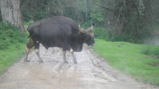 The Gaur- Indian Wild Buffalo